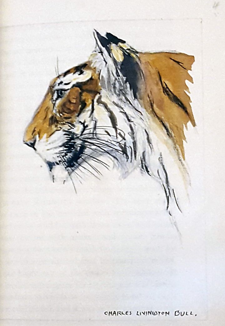 Charles Livingston Bull (1874-1932) : [Tiger], ca.1920. | Salmagundi Club