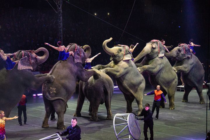 Anthony Almeida [RA 2010] : Elephant's last hurrah, 2023. | Salmagundi Club