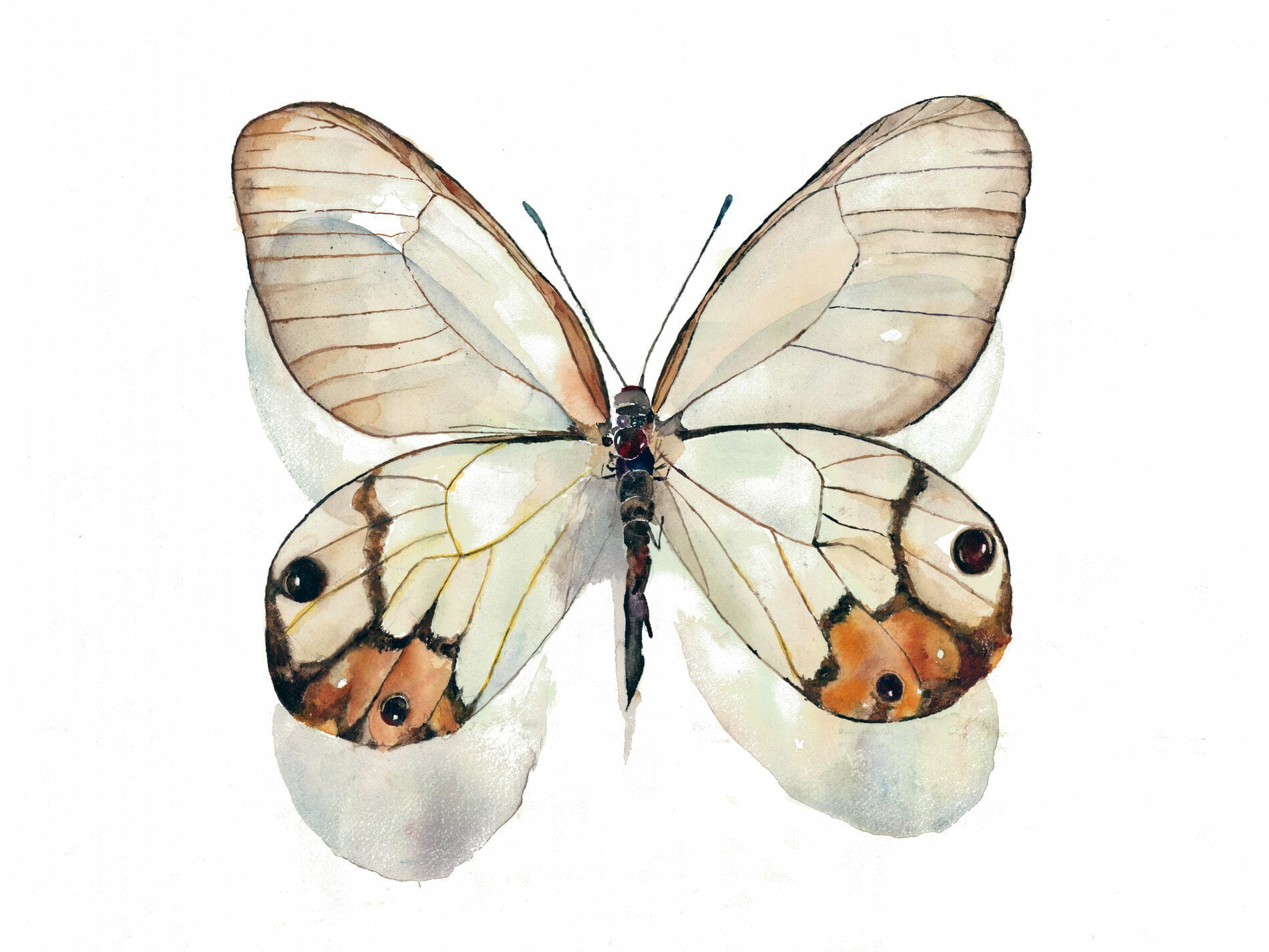Thomas Leytham [NRA 2022] : Glass Winged Butterfly | Salmagundi Club